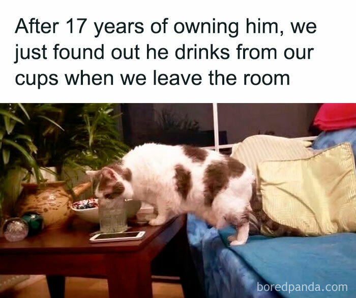 “Had To Take Shifts To Guard The Ham”: 80 Times Cats Got Caught In The ...